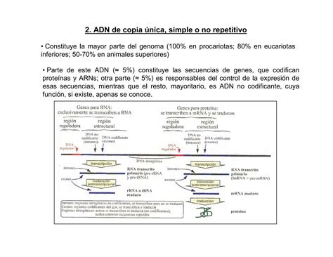 Genoma Eucariota Biologia Molecular Del Gen Ppt