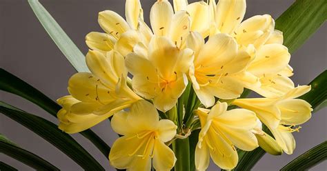 Clivia Beautys Clivia Miniata Citronella