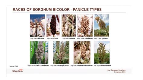 Seed Production Sorghumpptx