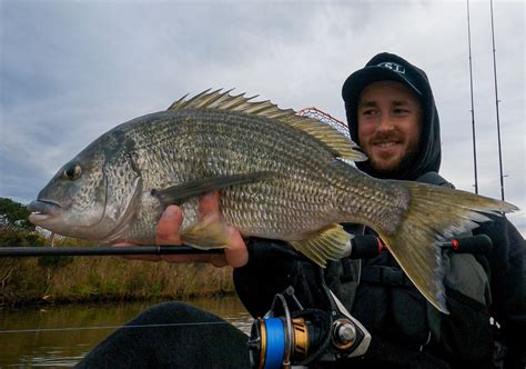 Bream Species Guide