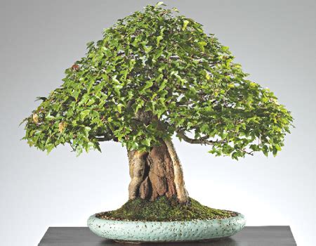Gallery Ray Nesci Bonsai Nursery