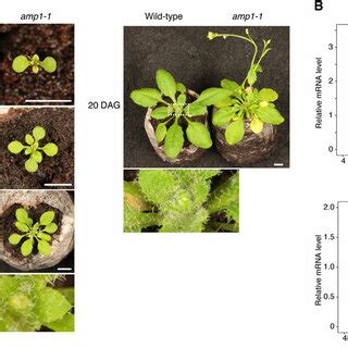 The Early Flowering Phenotype Of The Arabidopsis Mutant Under