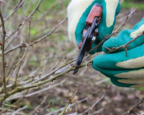 How To Do Gooseberry Pruning For A Big Harvest Gardeningetc