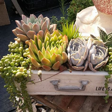 משתלת אביבי מושב גאליה סל דמוי חבלים עם ידיות הגיע חדש הצמח רק להמחשה בלבד 😀 כמובן כמו תמיד