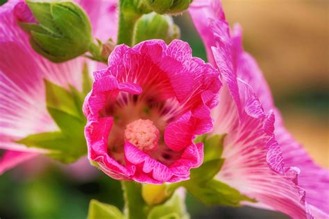 Hollyhock Flower Is Many Colors And Beautiful In The Garden 7988752
