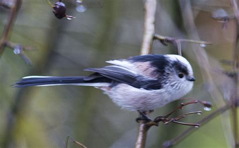 Four Tits Naturally