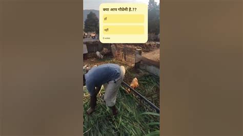 Gaumata Song Gomata Gaumatastatus God Krishna India Shorts Love Gomata Jivdaya Youtube