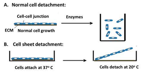 Scaffold Free 3 D Cell Sheet Technique Bridges The Gap Between 2 D Cell