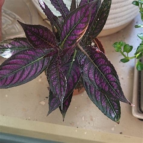 Stella A Plant By Mexicanaficus On Greg