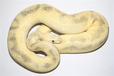 Pastel Enchi Champagne Ball Python At Anthony Drexler Blog