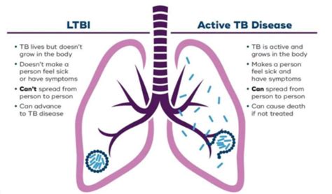 M Tuberculosis And Atypical Microbacteria Flashcards Quizlet