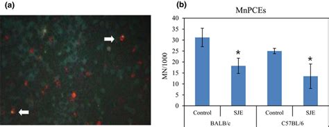 Polychromatic Erythrocyte Staining And Micronucleus Analysis A