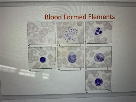 Blood Formed Elements Diagram Quizlet