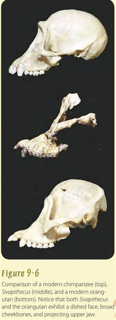 Ramapithecus Is Very Similar To Sivapithecus But Just Smaller In Size Possibly A Female Version
