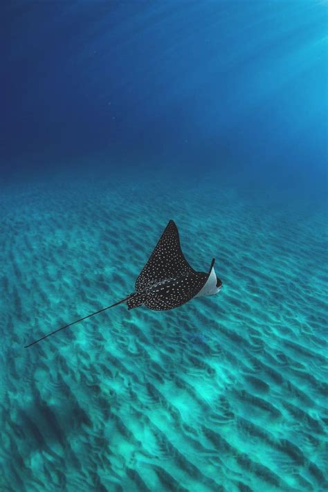 Pin By A480le On Widgets01 Ocean Creatures Beautiful Sea Creatures Ocean Animals