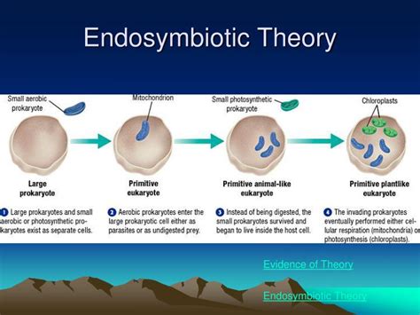 Ppt Chapter 19 History Of Life On Earth Powerpoint Presentation Id