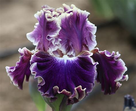 Mid America A Tb Luminata Seedling That We Liked Today In The Fields Mid Americagarden