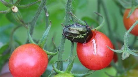 Tomato Plant Bugs Leaf Footed Bugs… Tomato Pest Garden Austin