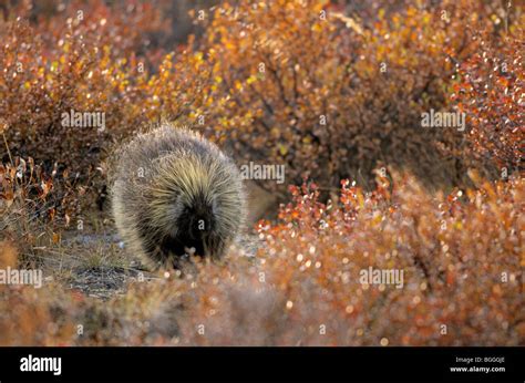Porcupine Den