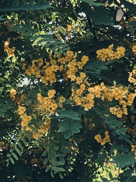 Meet This Tree Tipuana Tipu Tipu Tree Larchmont Buzz Hancock