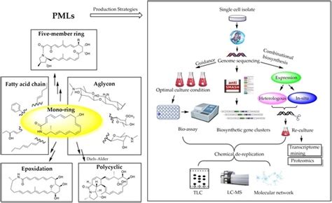 Polyene Macrolactams From Marine And Terrestrial Sources Structure