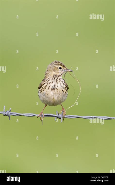 Meadow Pipit Anthus Pratensis Adult With Nest Material In Beak Perched On Barbed Wire Fence