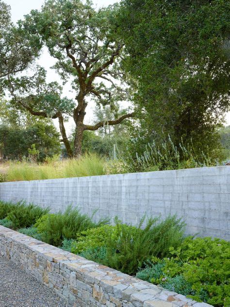 White Cistus Rock Rose In Flower Garden