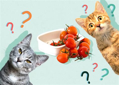 Can Cats Eat Tomato Plant Leaves At Rebecca Patrick Blog