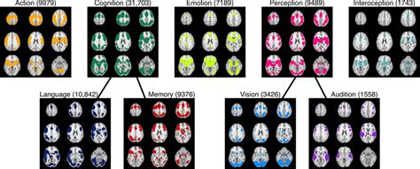 Brainmaps Functional Atlas Development Strategy Ale Meta Analyses