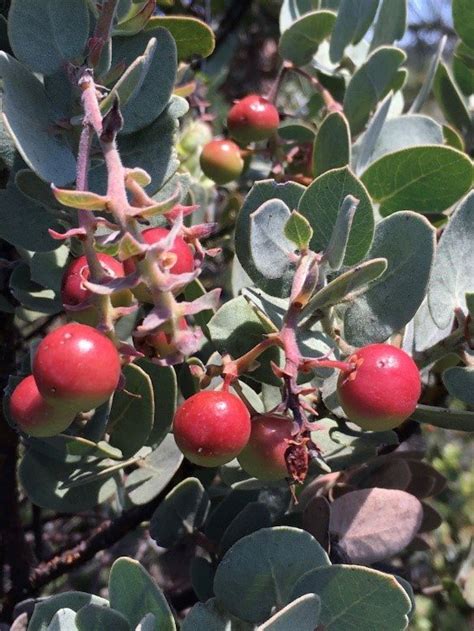 All Things Botanically Related Presentation Series — Friends Of The Ahart Herbarium