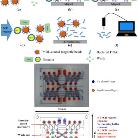 An Integrated Microfluidic System Using Mannose Binding Lectin For Bacteria Isolation And
