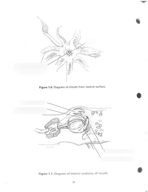Squid Dissection Beak Anatomy Diagram Quizlet