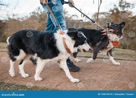 How To Get Border Collie To Walk On Leash