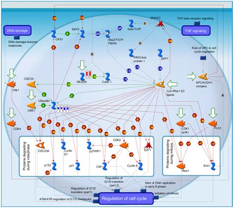 Cell Cycle Role Of Scf Complex In Cell Cycle Regulation Which Is The