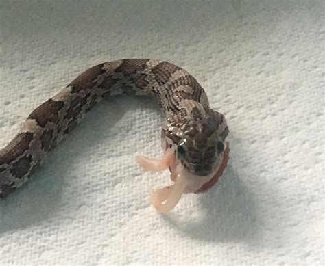 He Looks So Goofy When He Eats Rsneks
