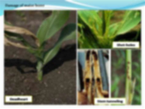 Solution 01 Jwar And Maize Stem Borer Studypool