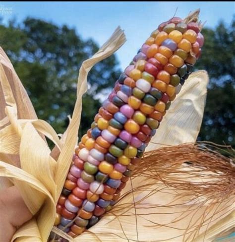 Corn Glass Gem Kernel Popping Vegetable Seeds Garden Vegetable Plant