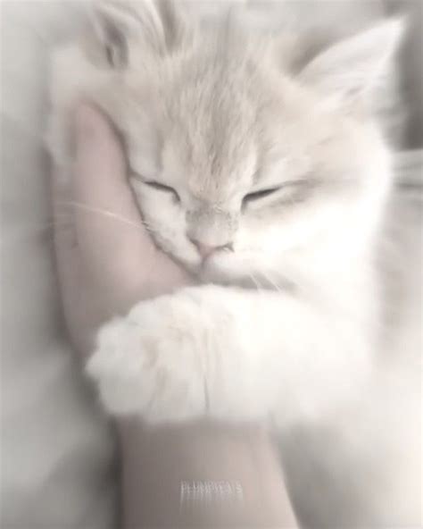 Пин от пользователя 𝐃𝐑𝐀𝐊𝐎𝐍 на доске ëн Белые пушистые котята Котята Милые котики