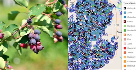 Heres Where You Can Find All Of Edmontons Edible Fruit Trees Map