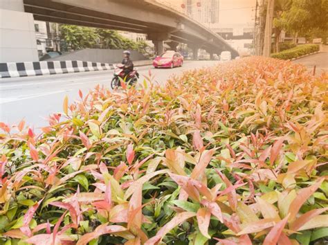 Close Up Flower Green Leaf Patten For Background Fresh Green Leaves