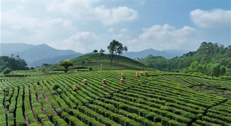 博罗柏塘：小茶叶振兴大产业