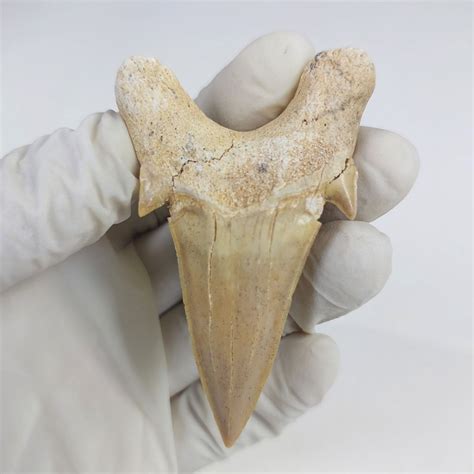 Shark Tooth Fossil 28 Rare Otodus Obliquus Megalodon Fossilpaleo