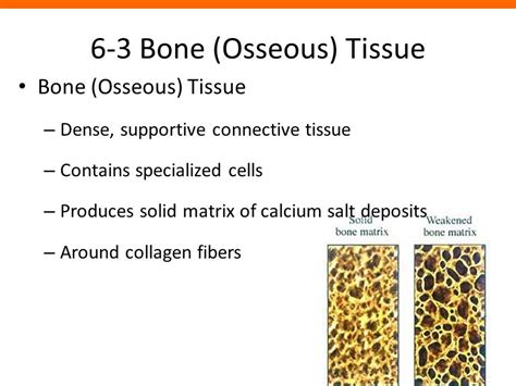 Bone Osseous Connective Tissue