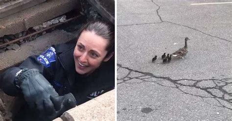 Police Officer Dives Into Storm Drain To Save Five Ducklings As Mother