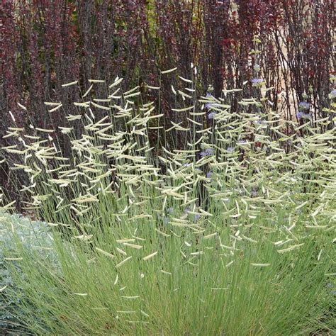 Blue Grama Grass Plant By Number