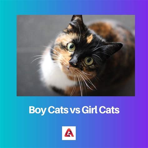 Boy Vs Girl Cats Difference And Comparison