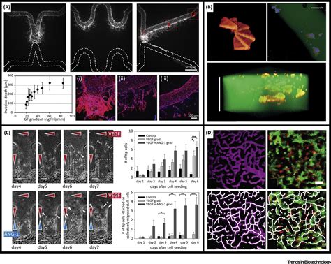 Vascularization And Angiogenesis In Tissue Engineering Beyond Creating Static Networks Trends