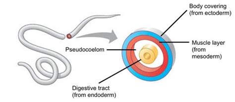 Phylum Nematoda Flashcards Quizlet