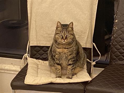 【上海】给手感超好的胖狸花找领养 知乎