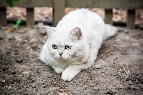 Premium Photo Adult Cat Breed Scottish Chinchilla Of Light Gray Color